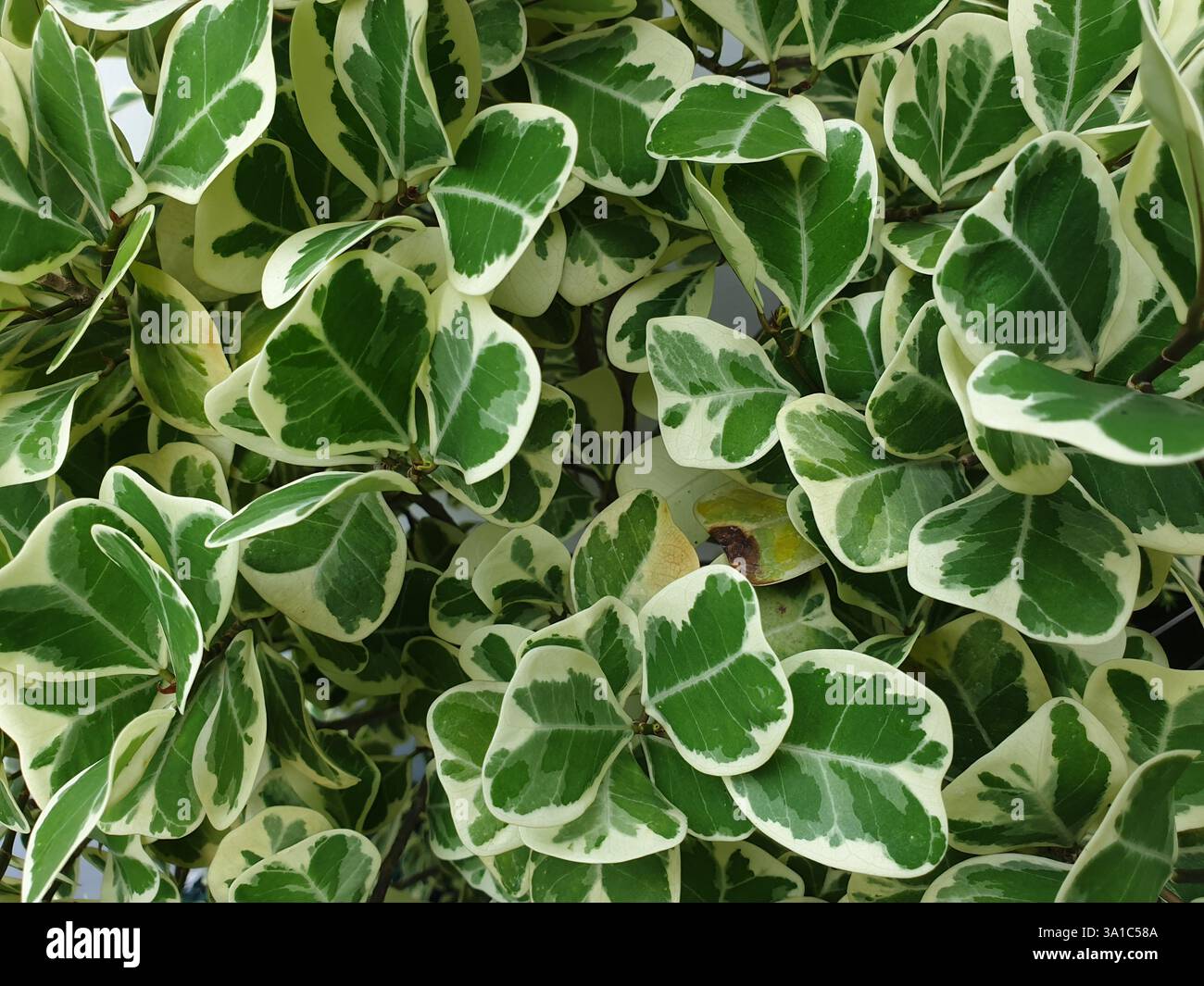 Greenery background, green color of nature plant and leaf environment ...