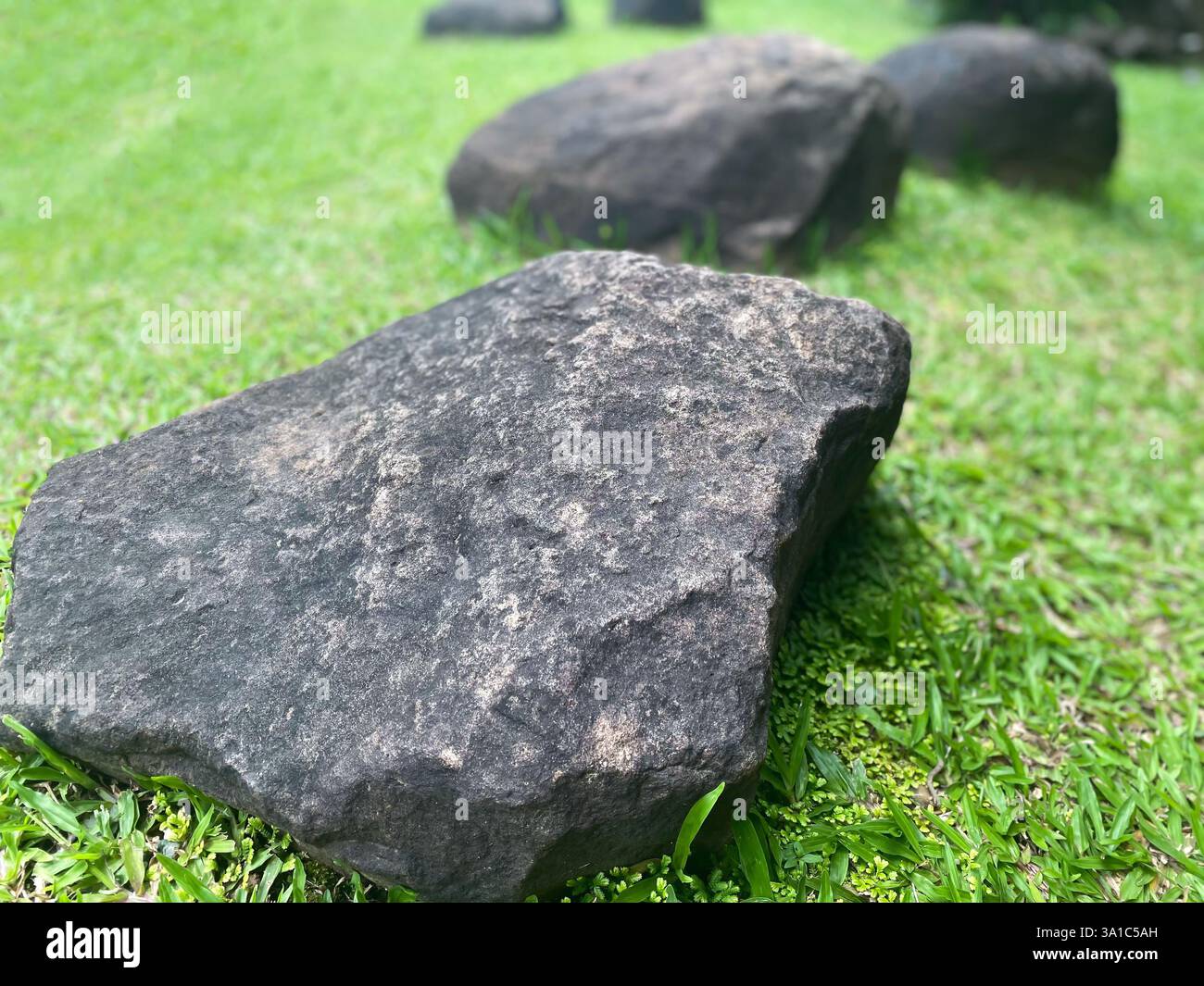 Greenery background, green color of nature plant and leaf environment ...