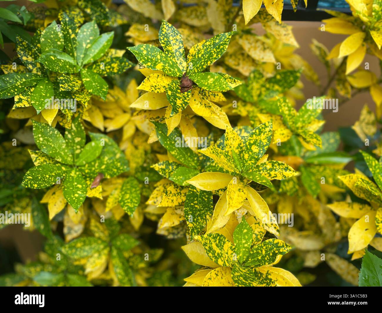 Greenery background, green color of nature plant and leaf environment ...