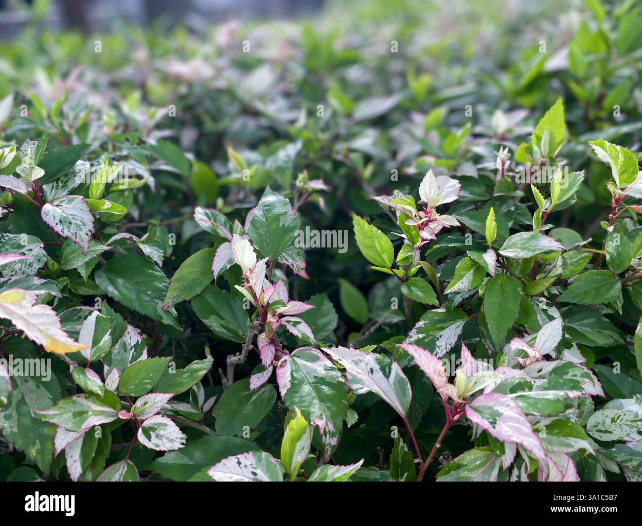 Greenery background, green color of nature plant and leaf environment ...