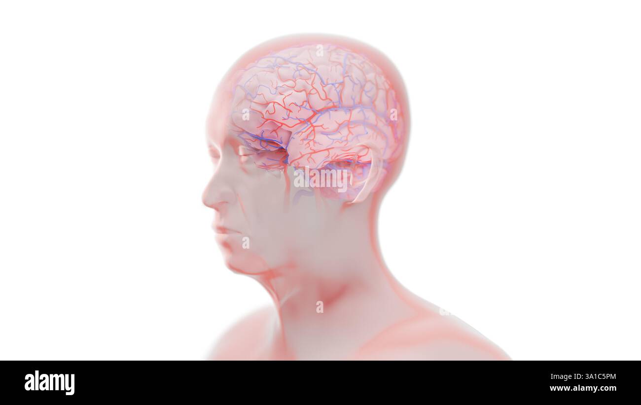 Conceptual illustration depicting the network of blood vessels in the ...