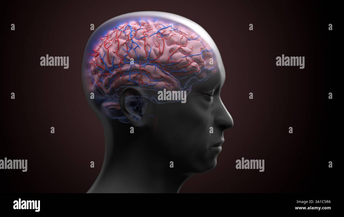 Conceptual illustration depicting the network of blood vessels in the ...