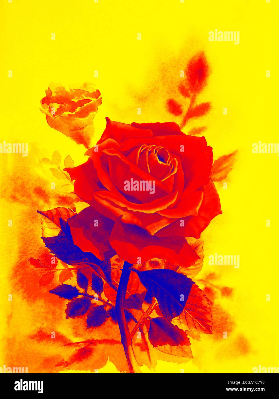 Watercolor original realistic painting red color of rose flower and ...