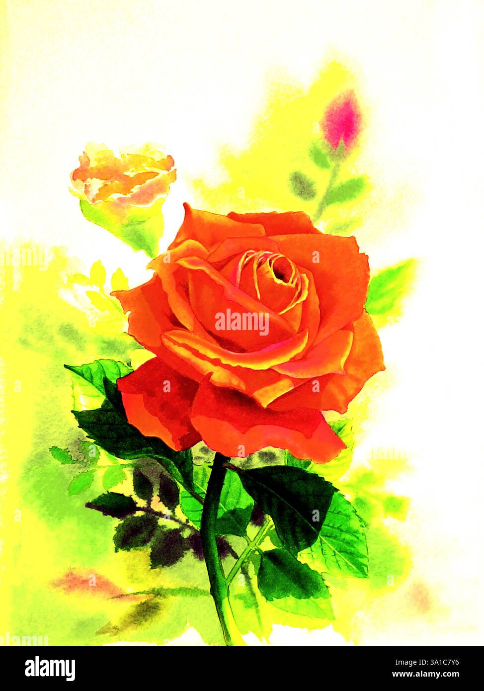 Watercolor original realistic painting red color of rose flower and ...
