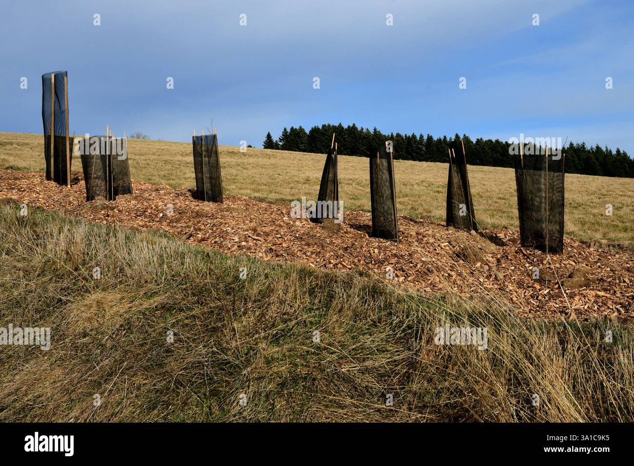 Planting in a natural meadow of a windbreak hedge of several trees and ...