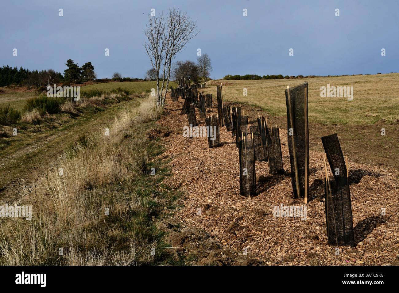 Planting in a natural meadow of a windbreak hedge of several trees and ...