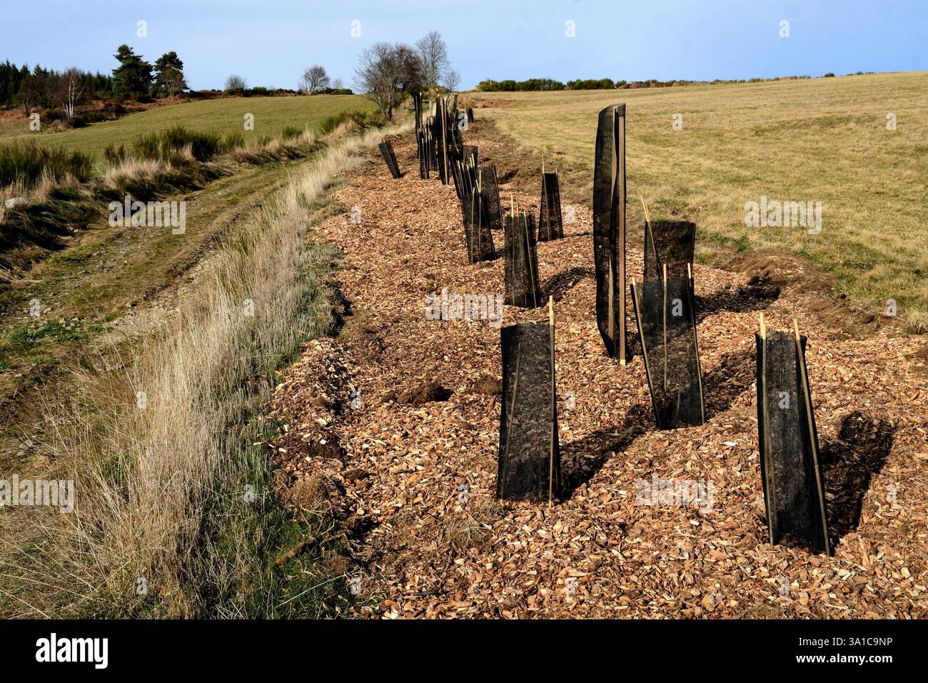 Planting in a natural meadow of a windbreak hedge of several trees and ...