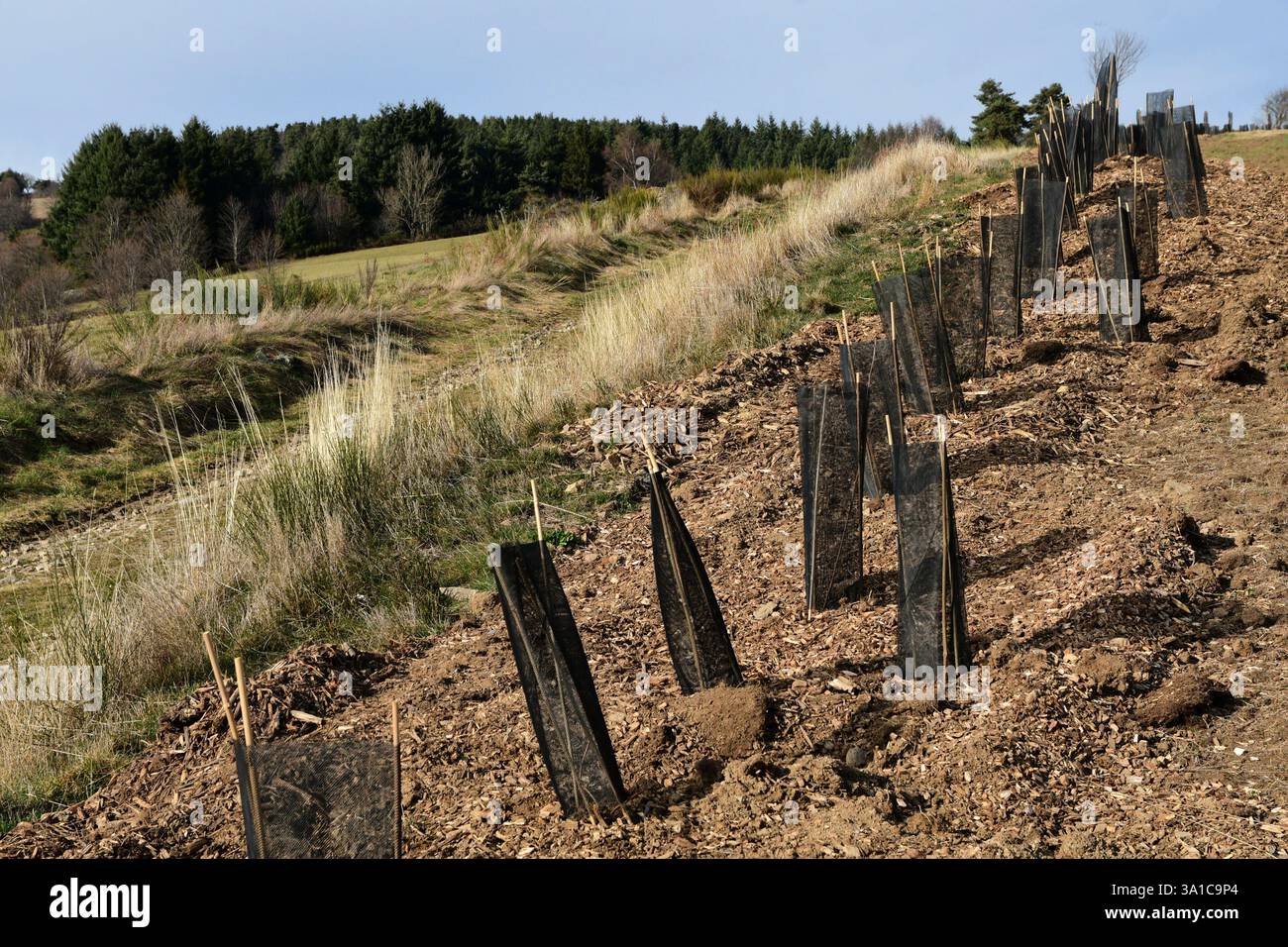 Planting in a natural meadow of a windbreak hedge of several trees and ...