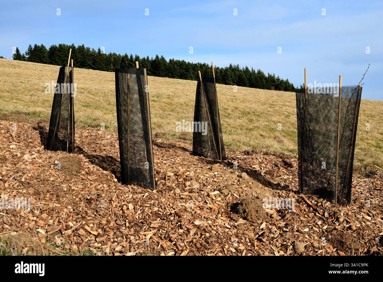 Planting in a natural meadow of a windbreak hedge of several trees and ...