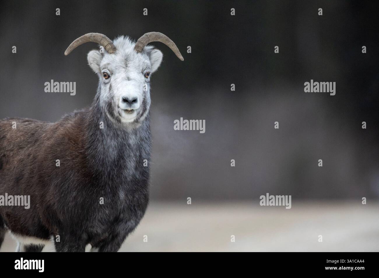 Stone sheep in canadian wilderness hi-res stock photography and images ...