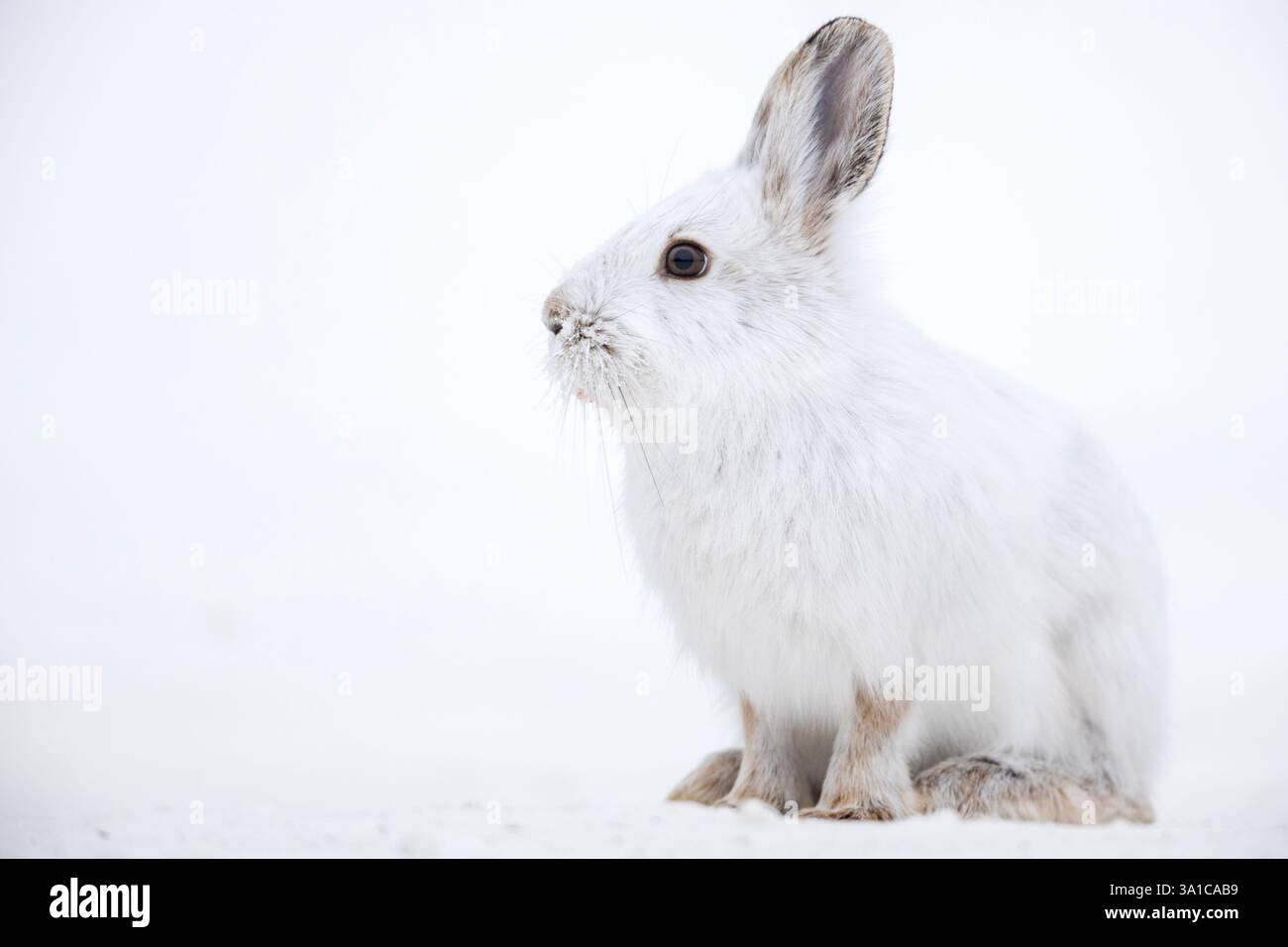 Snowshoe hare (Lepus americanus) in its white winter coat, sitting ...