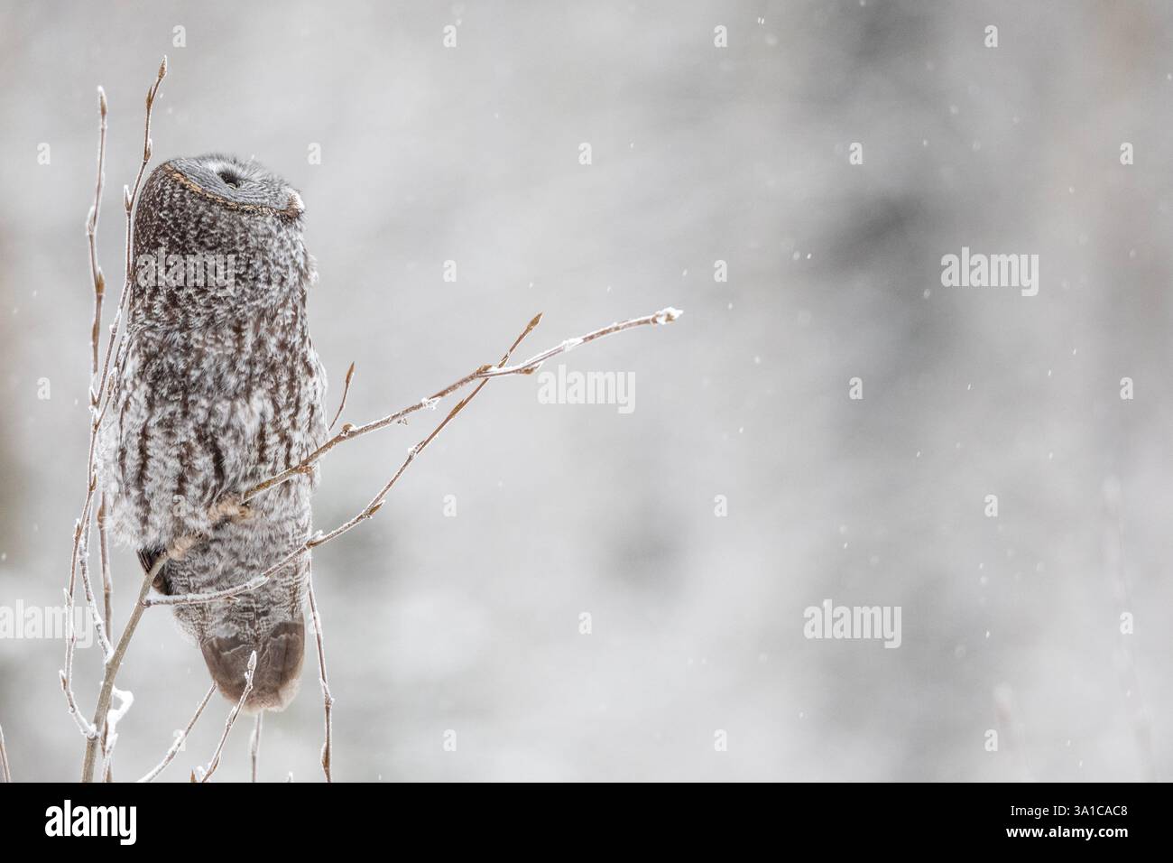Owl tracking prey hi-res stock photography and images - Alamy