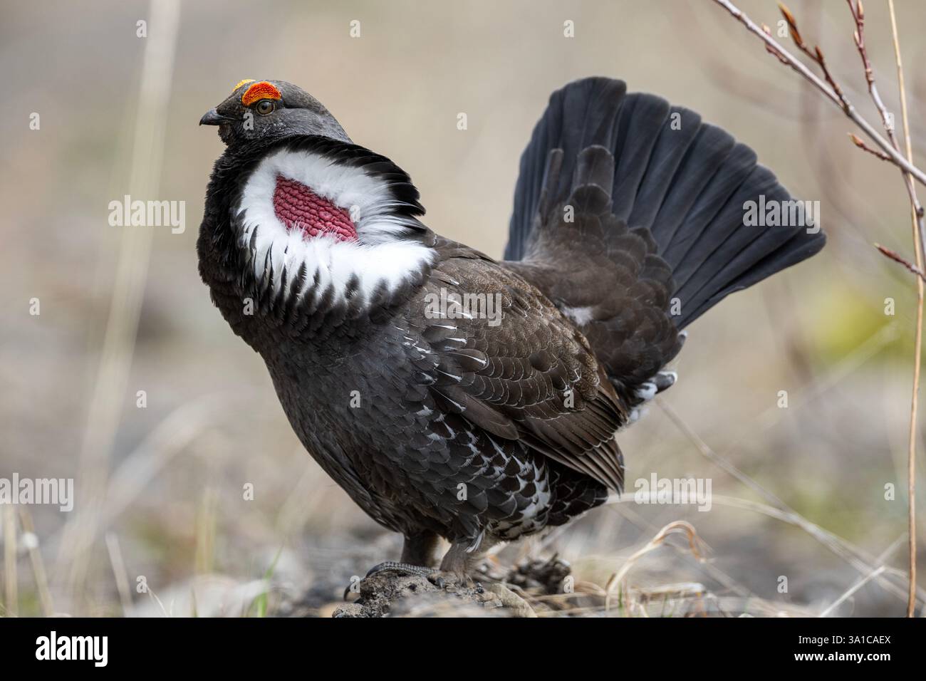 Male dusky grouse (Dendragapus obscurus) displaying its plumage and ...