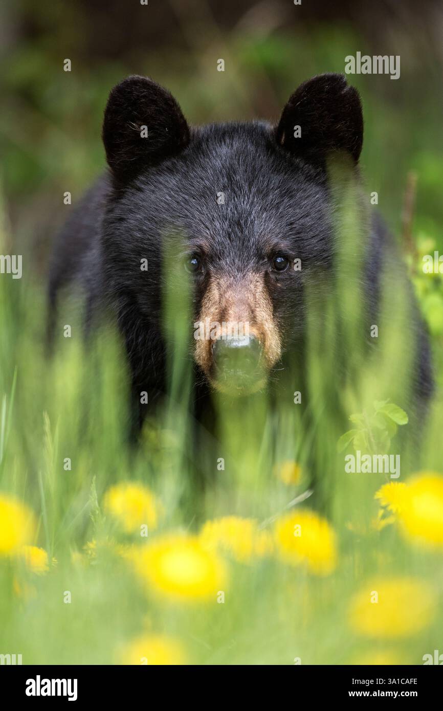American black bear (Ursus americanus) peeking through tall grass and ...
