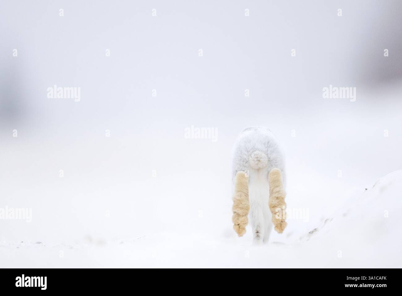 Snowshoe hare (Lepus americanus) bounding away through snowy terrain in ...