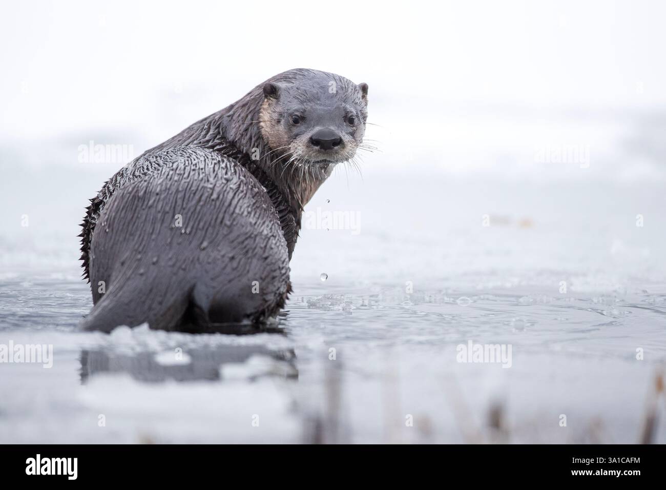 North American river otter (Lontra canadensis) standing on icy water, alert in winter habitat ...