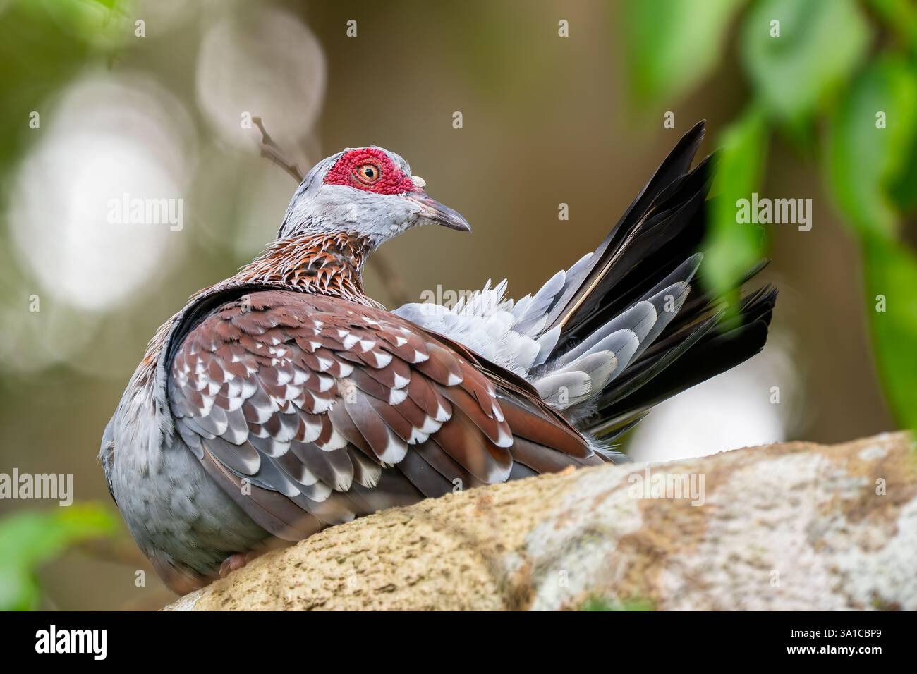 Speckled Pigeon - Columba Guinea, beautiful colored pigeon from African ...