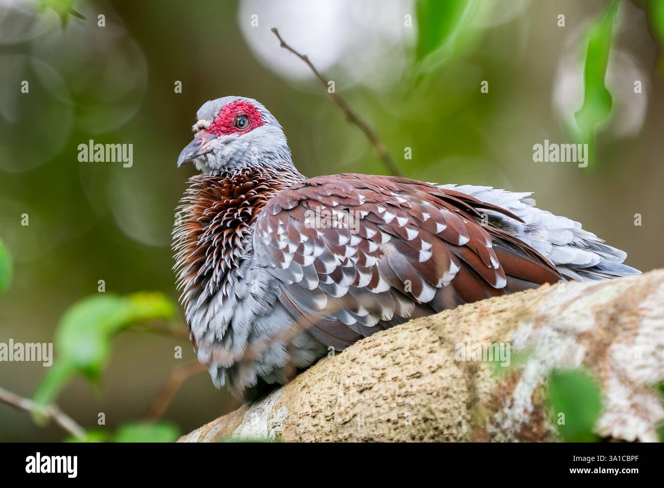 Speckled Pigeon - Columba Guinea, beautiful colored pigeon from African ...