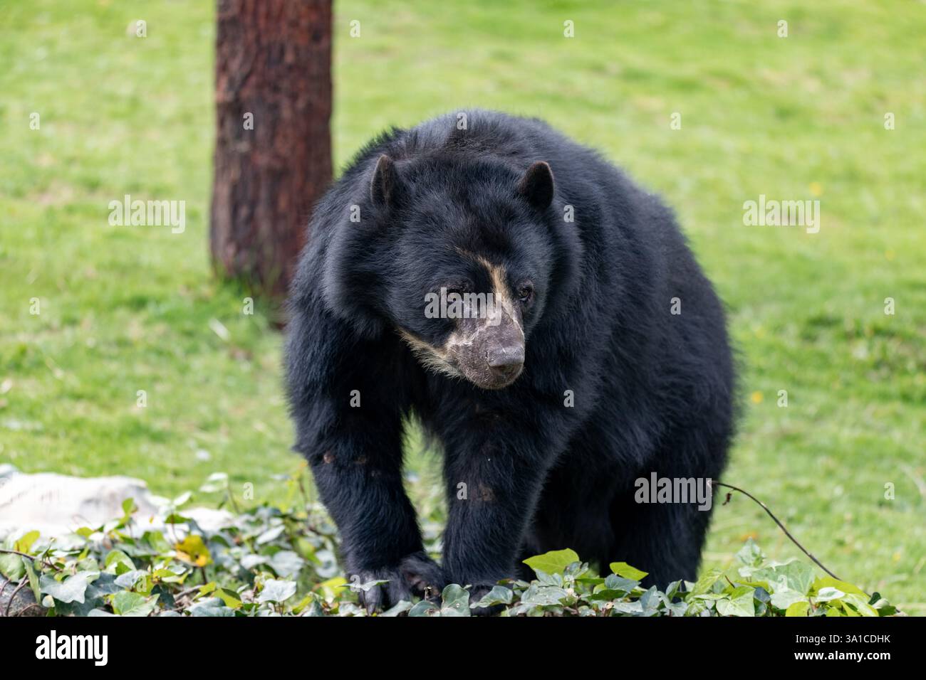 Spectacled bear (Tremarctos ornatus), known as the South American bear ...