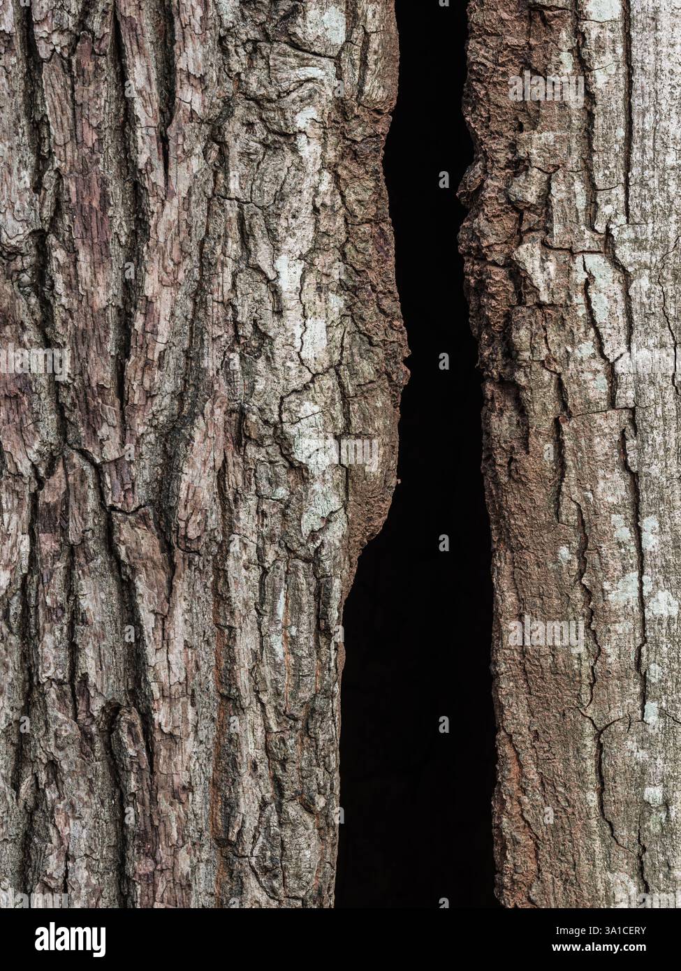 An ancient tree in Sweden displays its unique bark texture, featuring ...