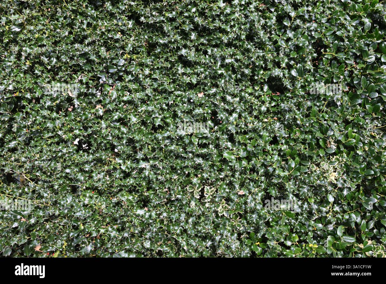 A green hedge with leaves and branches. The hedge is full and dense ...