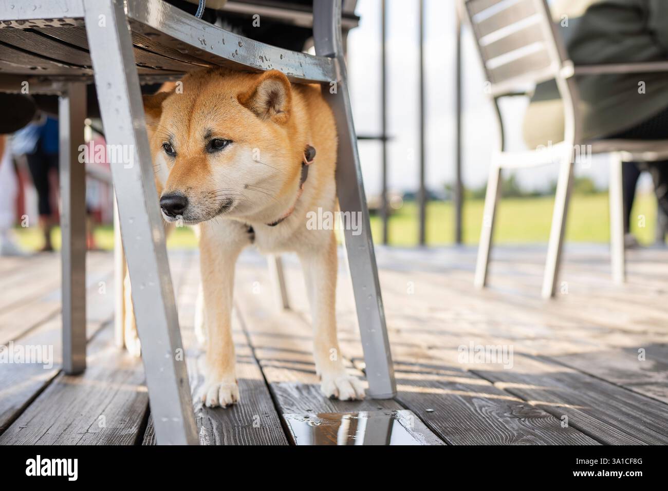 Akita dog rests on the terrace in the harbour cafe. Japanese Akita Inu ...