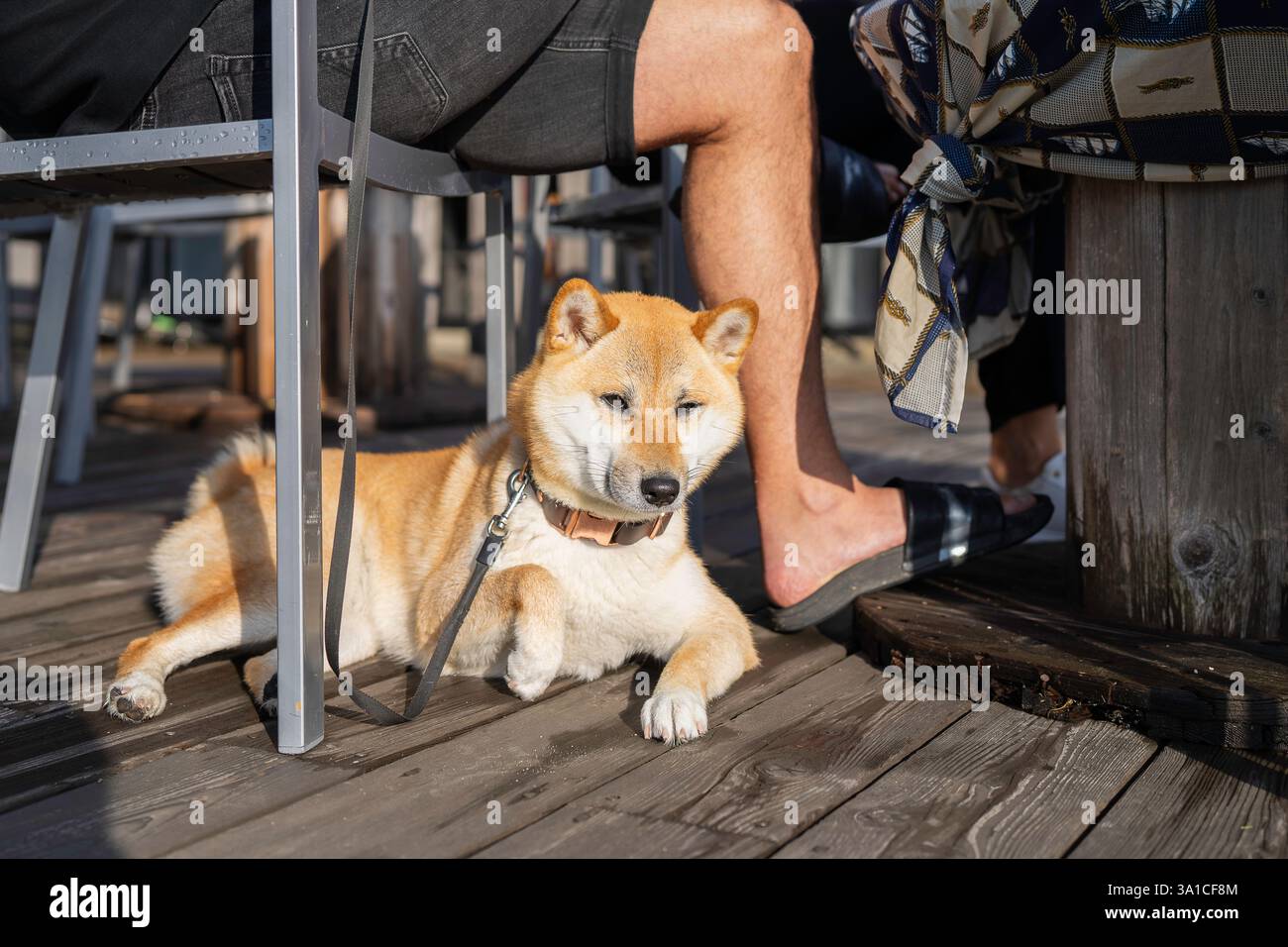 Akita dog rests on the terrace in the harbour cafe. Japanese Akita Inu ...