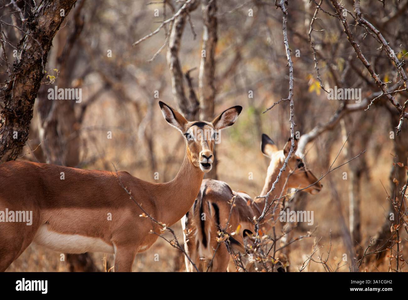 impala females antelope in the african bush hiding between the trees ...