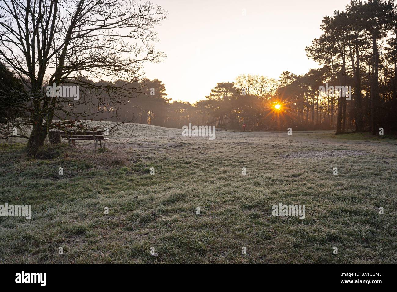 Frosted field of grass in a forest during sunrise on a cold winter ...