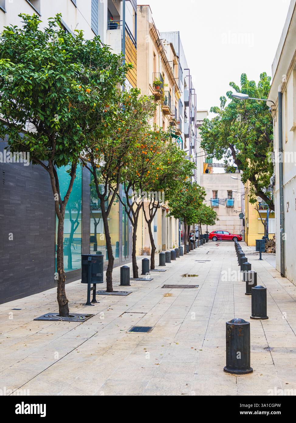 A peaceful street in Barcelona features neatly lined citrus trees ...