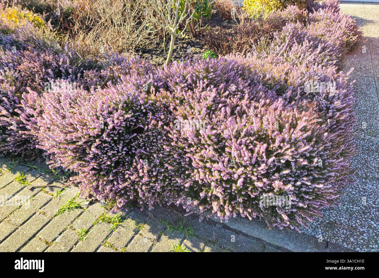 Pink flowering winter heath (Erica carnea) in an urban garden Stock ...