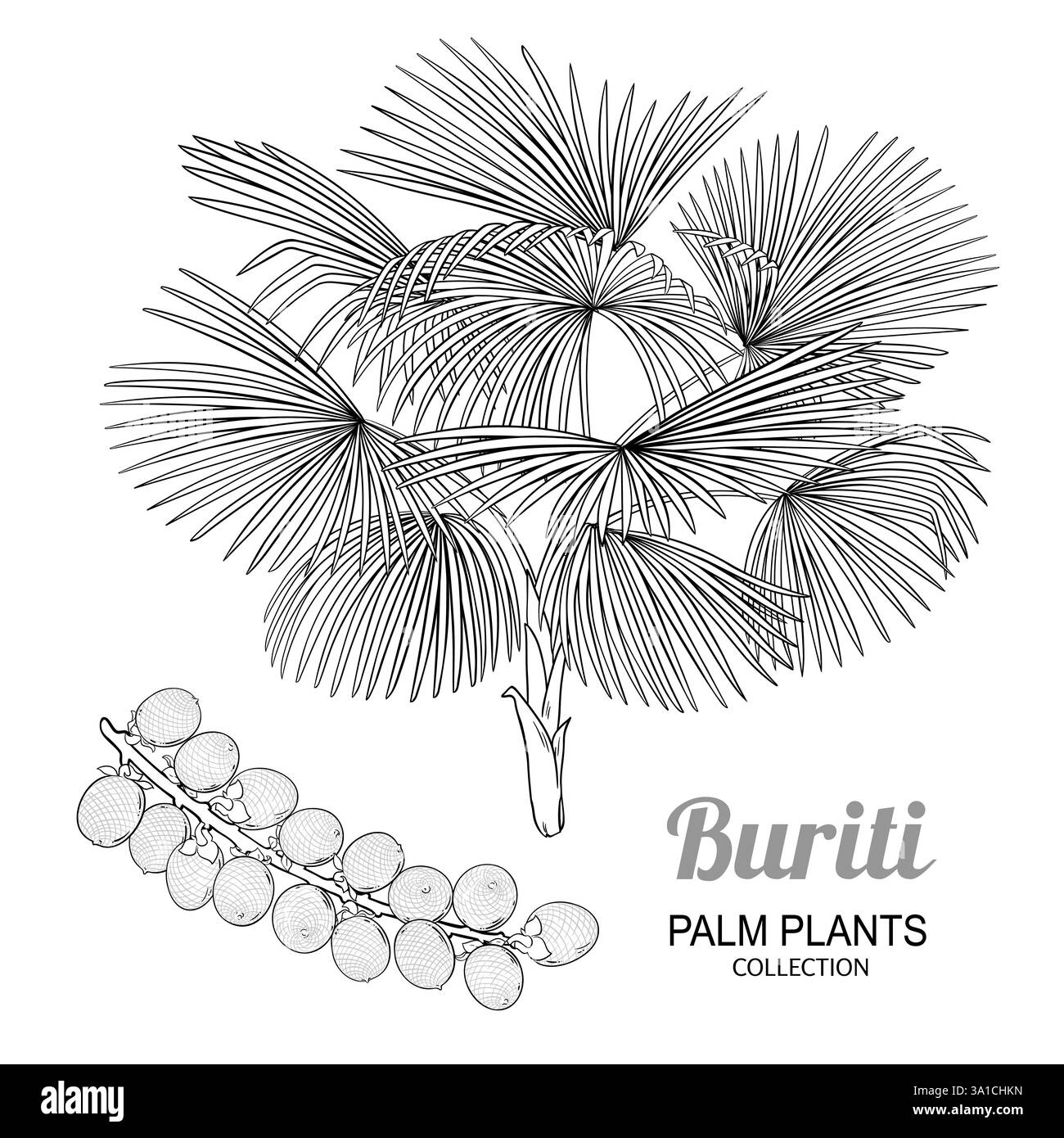 Buriti Plant with Fruit Outline Illustration Stock Vector Image & Art ...