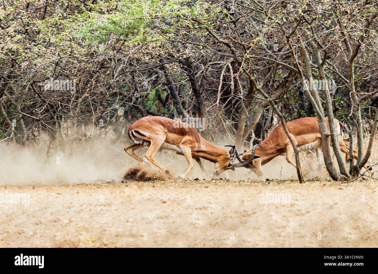 impala males antelopes fighting over mating in the african bush hiding ...