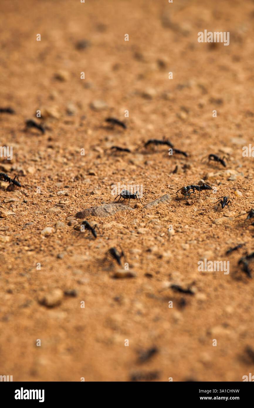 african termites on the ground sand macro full body Stock Photo - Alamy
