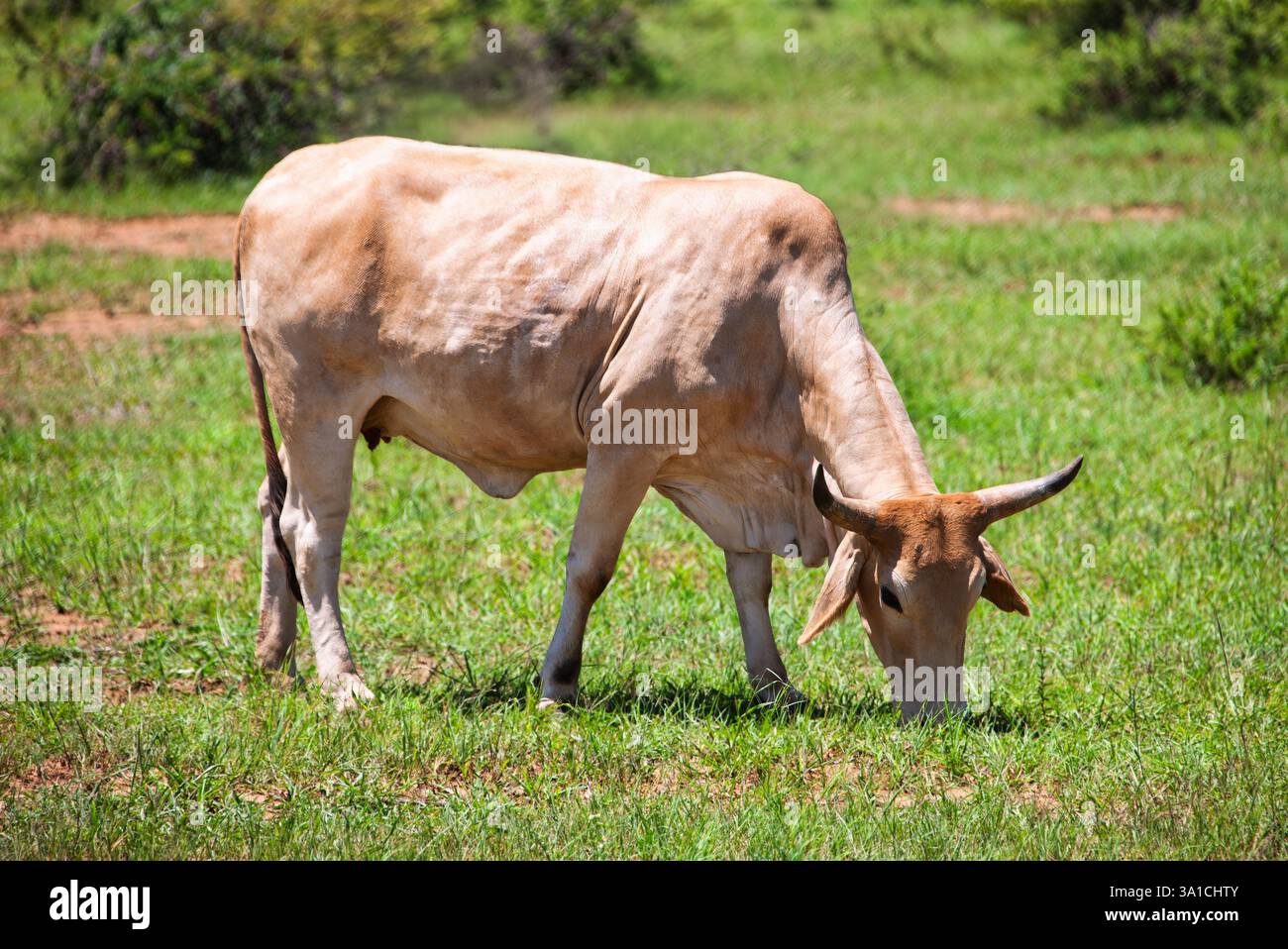 Long Ears Cow , cattle heifer livestock on the meadow grazing, nelore ...