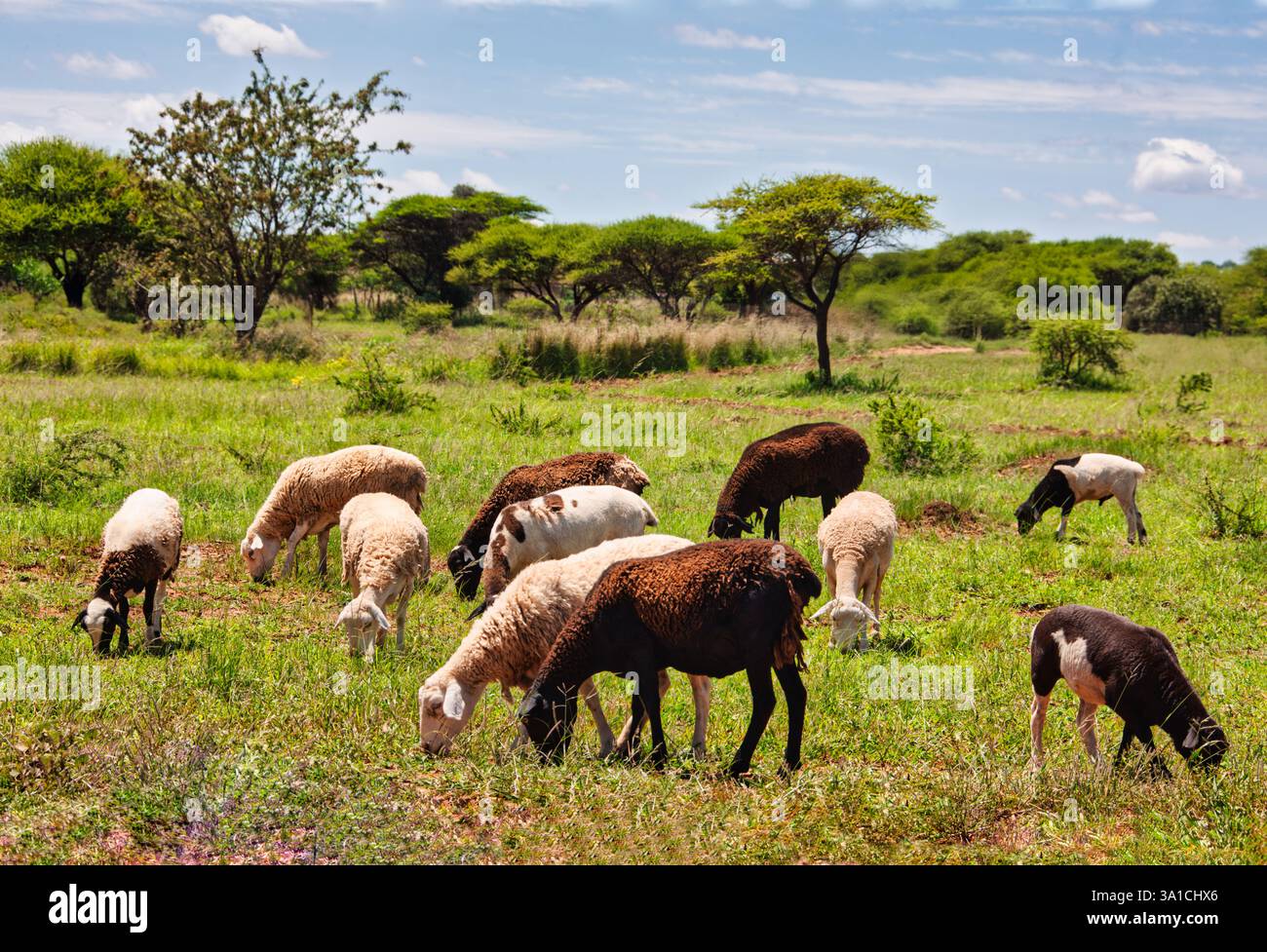 sheep flock in the field at the farm free range in south africa Stock ...