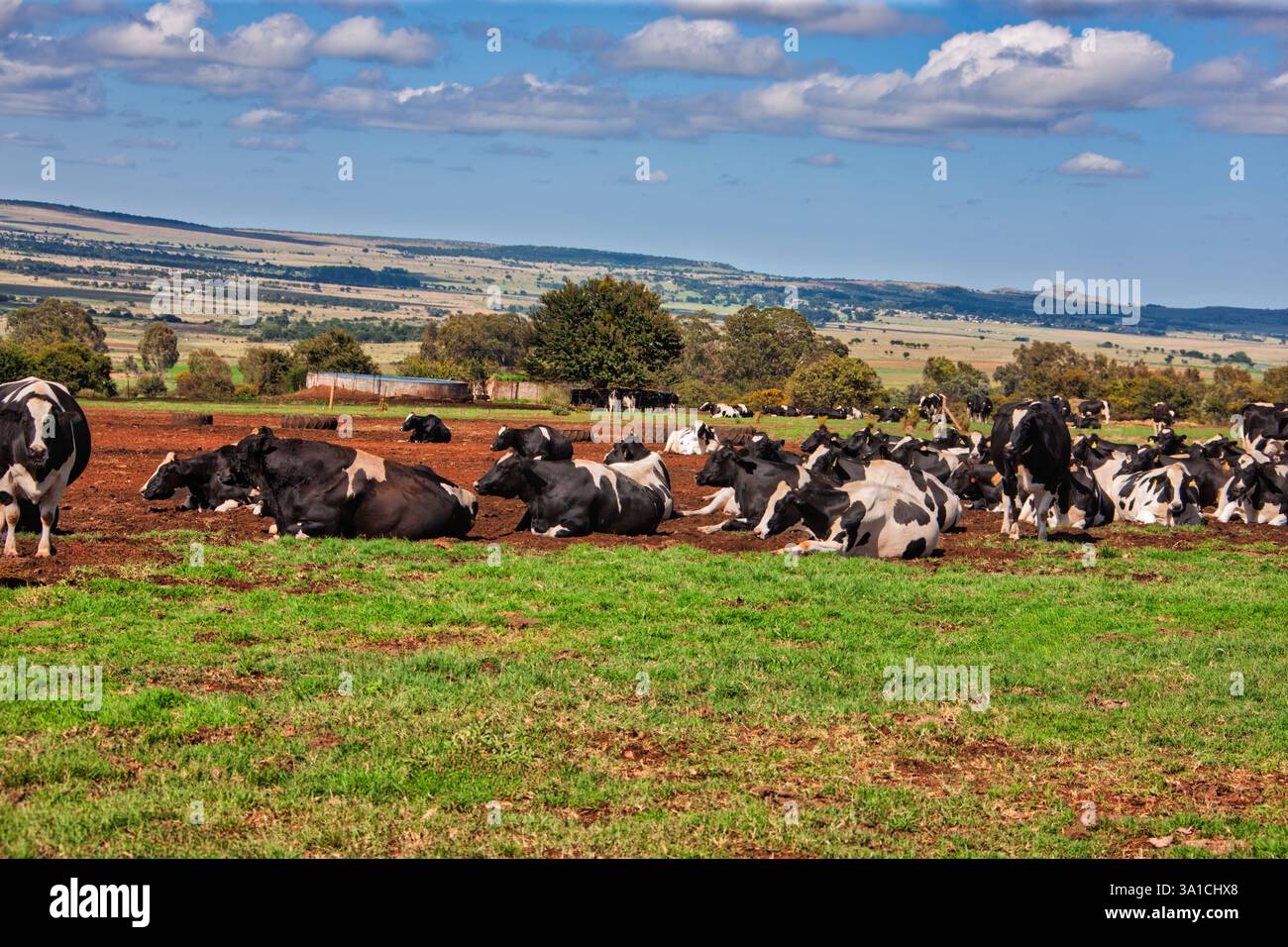 milk cows in the field at the farm free range, south africa dairy farm ...