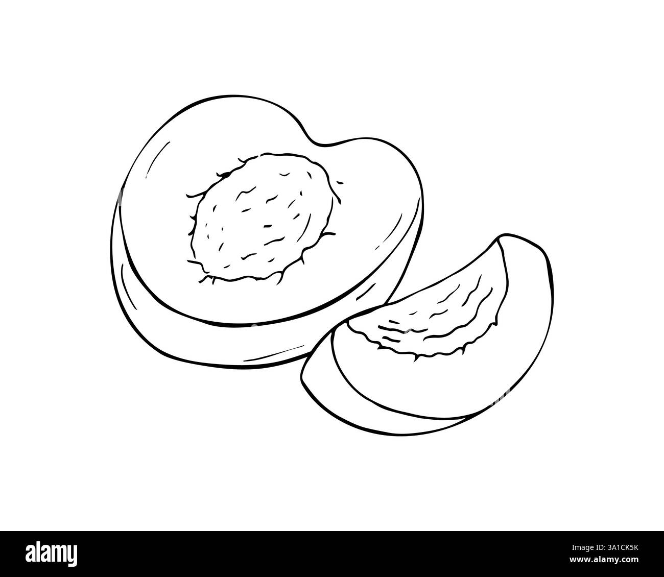 Half an apricot. Hand-drawn fruit Isolated illustration on white ...
