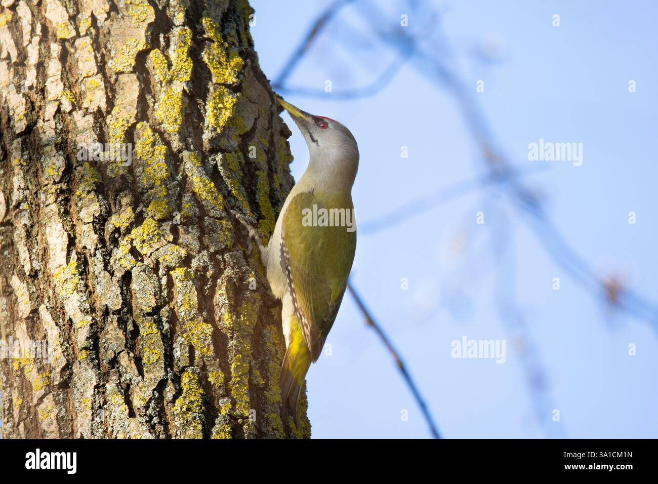Woodpecker hiding on tree branch hi-res stock photography and images ...