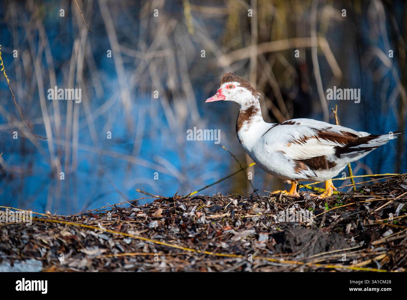 Black domestic duck stands hi-res stock photography and images - Alamy