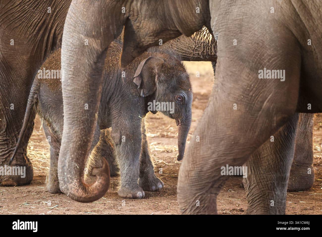 08 March 2025, North Rhine-Westphalia, Cologne: The bull elephant born ...