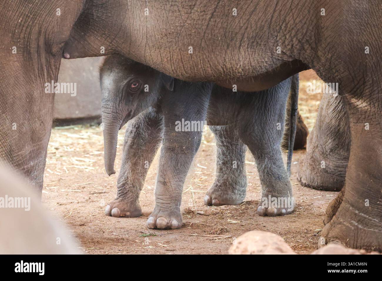 08 March 2025, North Rhine-Westphalia, Cologne: The bull elephant born ...