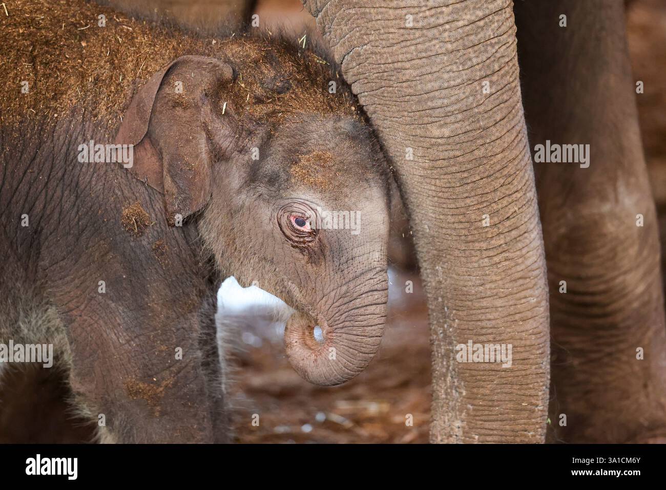 08 March 2025, North Rhine-Westphalia, Cologne: The bull elephant, born ...