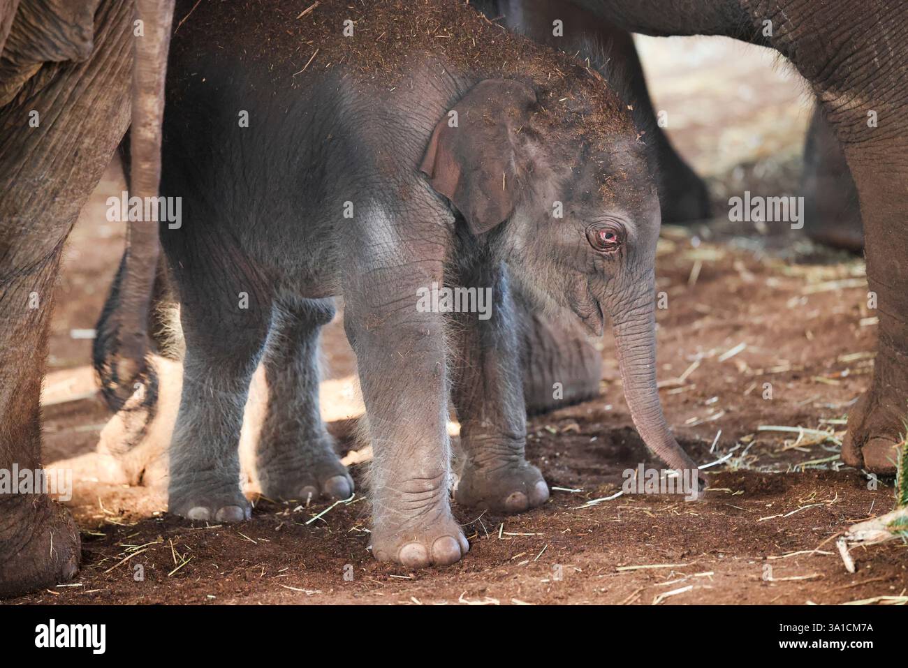 08 March 2025, North Rhine-Westphalia, Cologne: The bull elephant, born ...