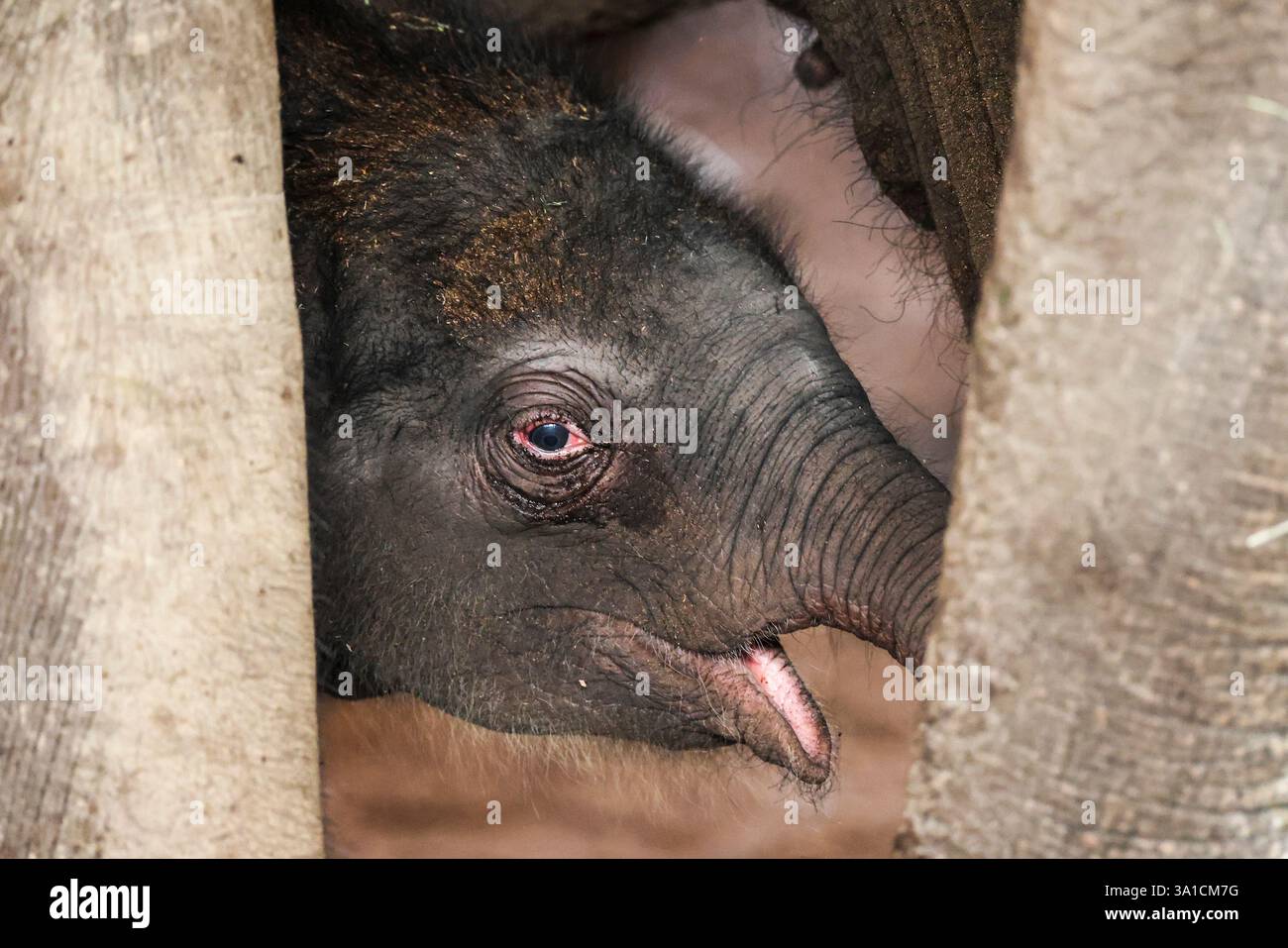 08 March 2025, North Rhine-Westphalia, Cologne: The bull elephant, born ...