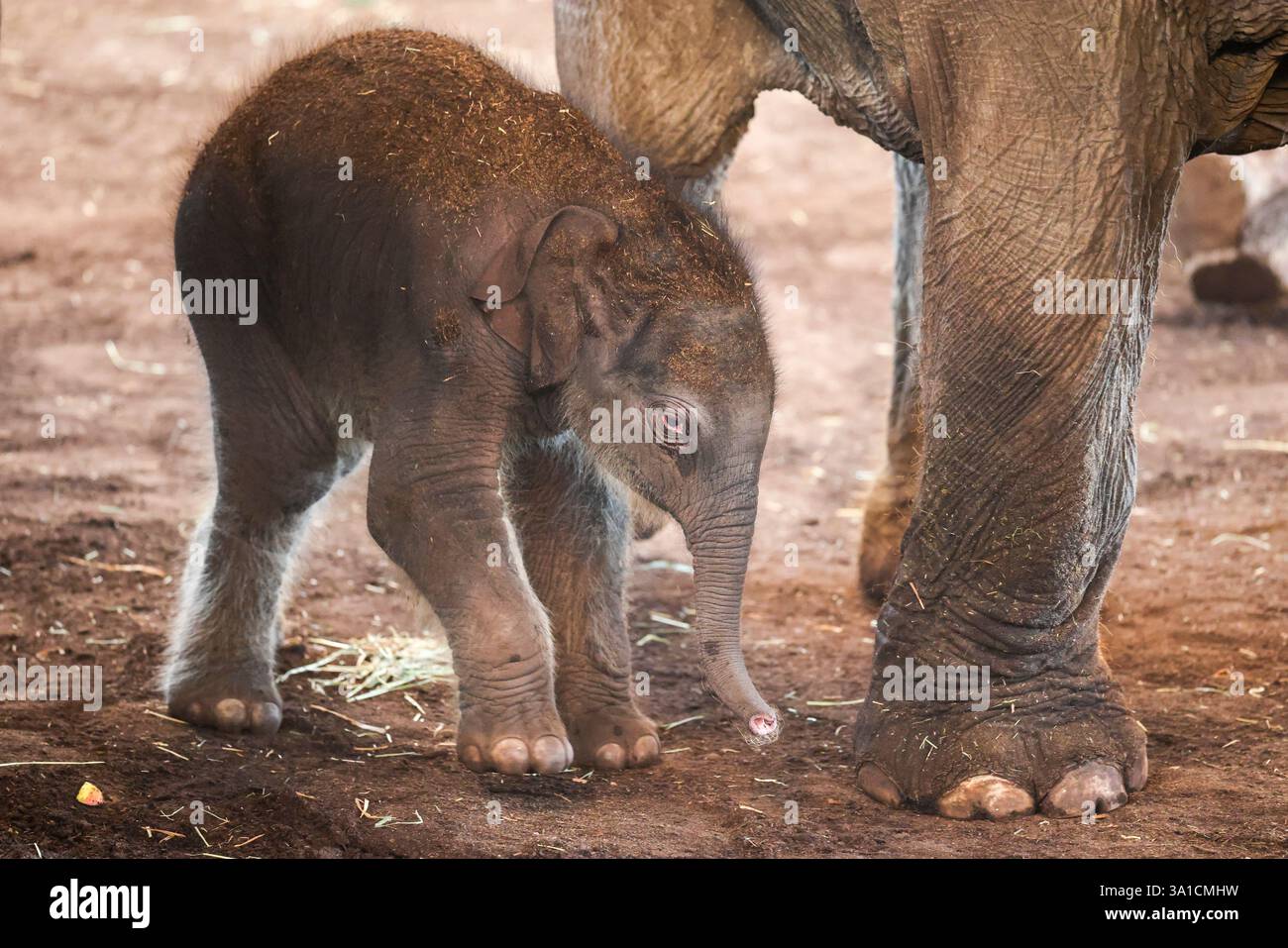 Cologne, Germany. 08th Mar, 2025. dpatop - 08 March 2025, North Rhine ...
