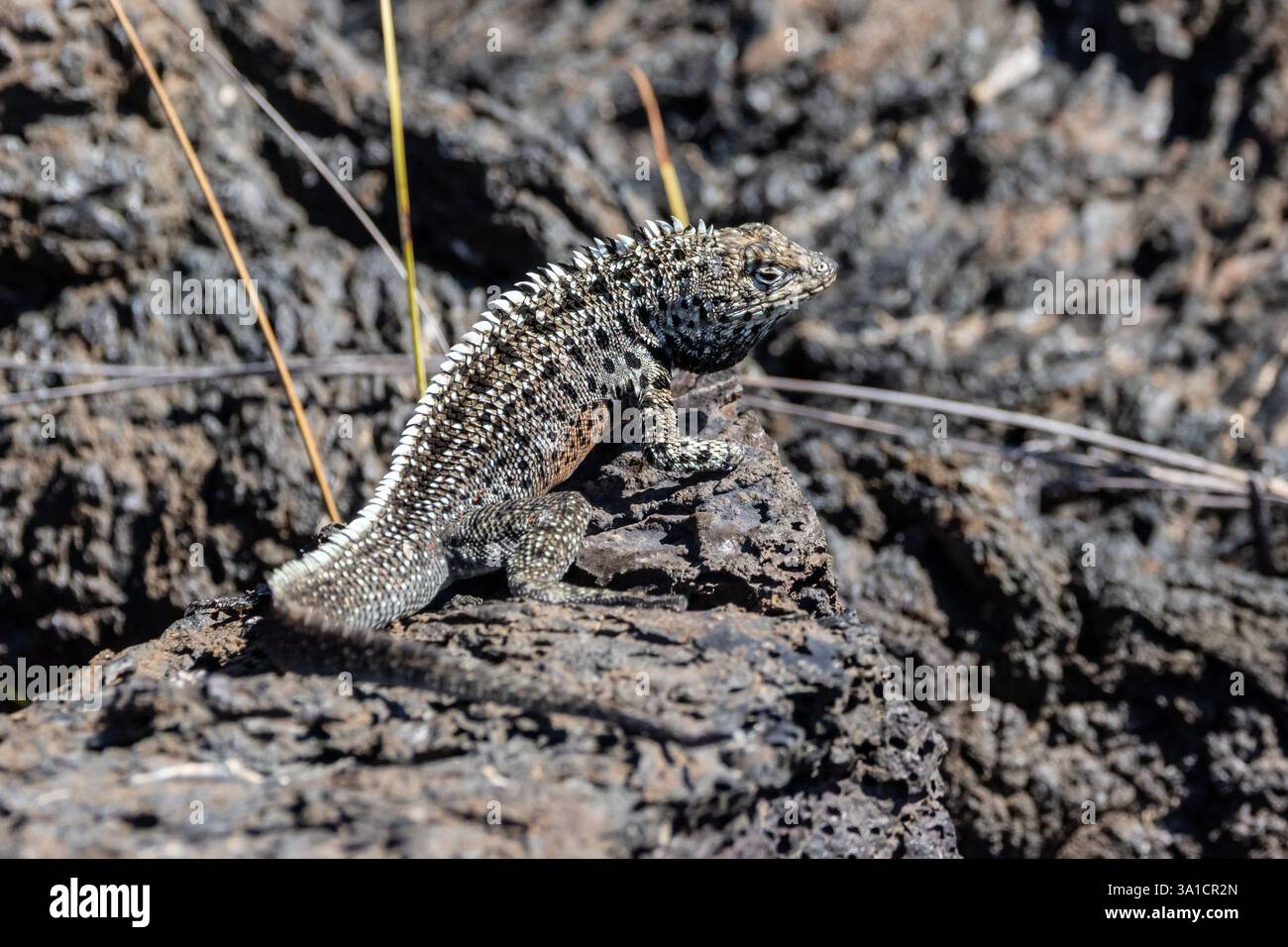 Galápagos Lava lizard (Microlophus albemarlensis) also known as ...
