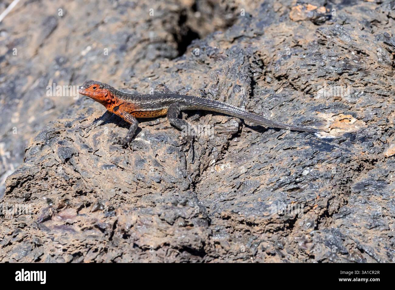 Galápagos Lava lizard (Microlophus albemarlensis) also known as ...