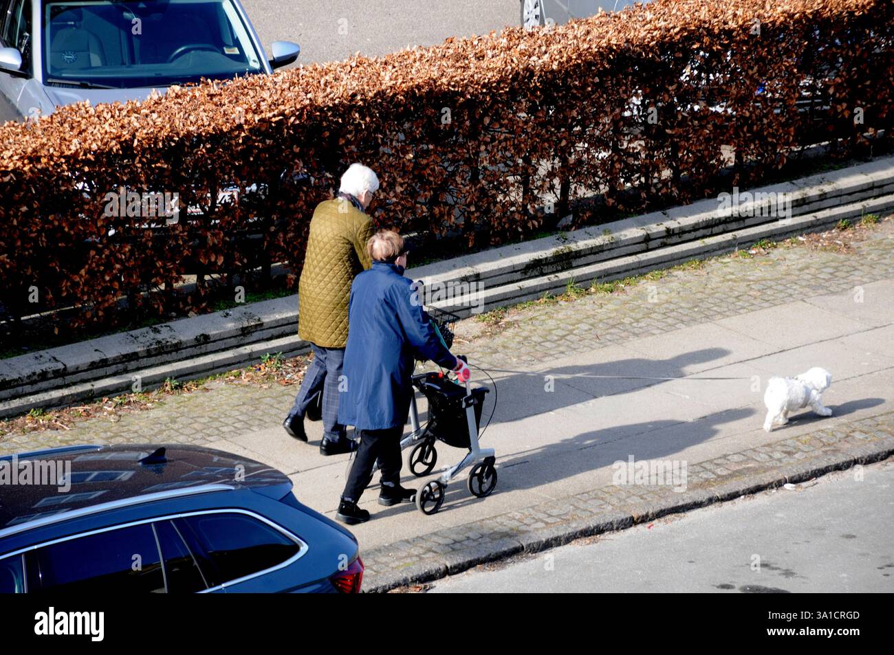 Copenhagen/ Denmark/09 MARCH 2025 Senior citizen walking pets in ...