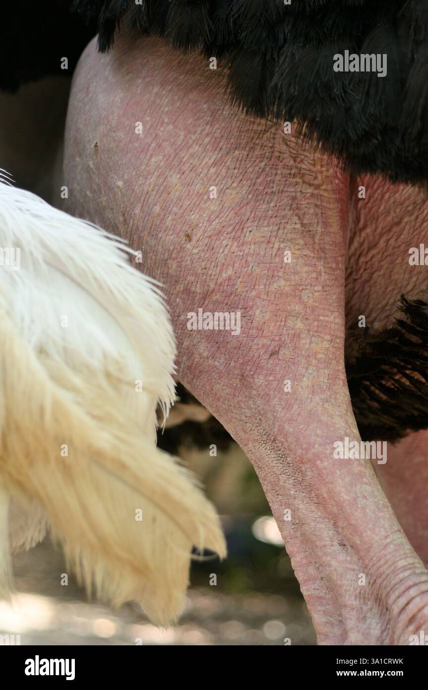 Ostrich anatomy hi-res stock photography and images - Alamy